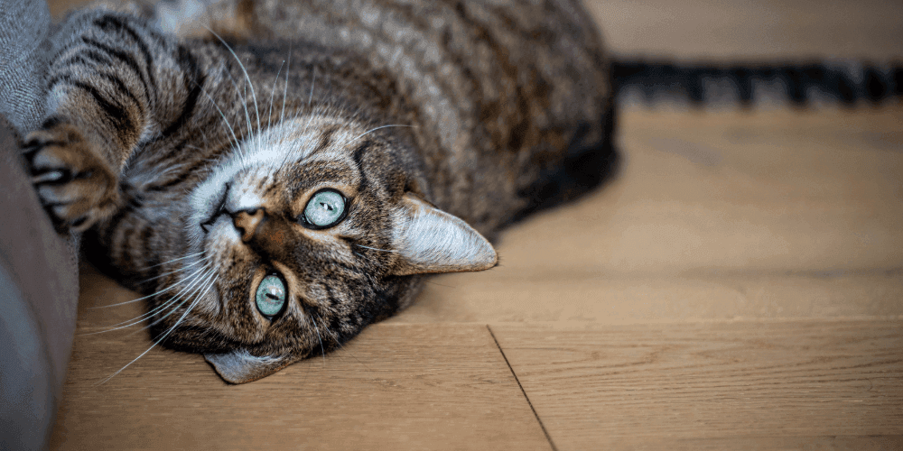 5 common cat behaviour problems and how to solve them – Tippaws