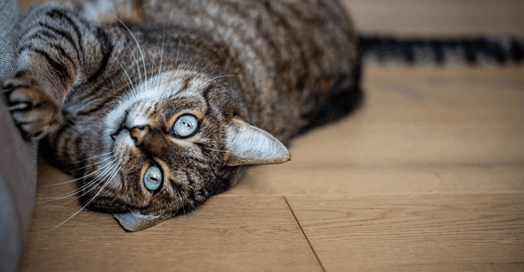 5 common cat behaviour problems and how to solve them – Tippaws