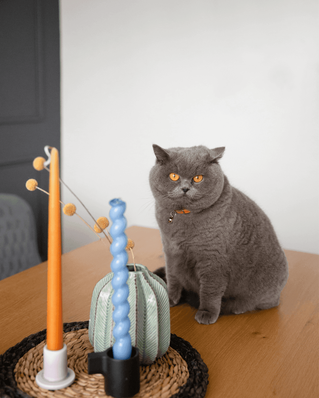 9 ways to help your cat thrive – Tippaws