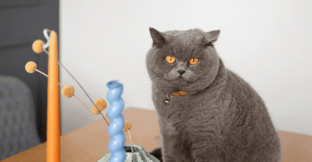 9 ways to help your cat thrive – Tippaws