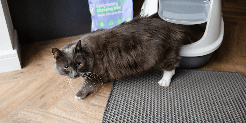 Cat Peeing Outside the Litter Box: Understanding Why and How to Stop It ...