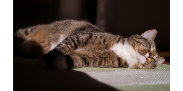 How to help your cat nap better during this heatwave – Tippaws