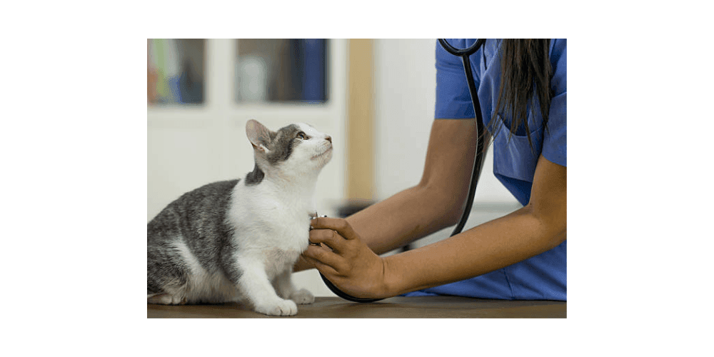 Preparing Your Cat for a Stress-Free Vet Visit: Top Tips for Taking ...