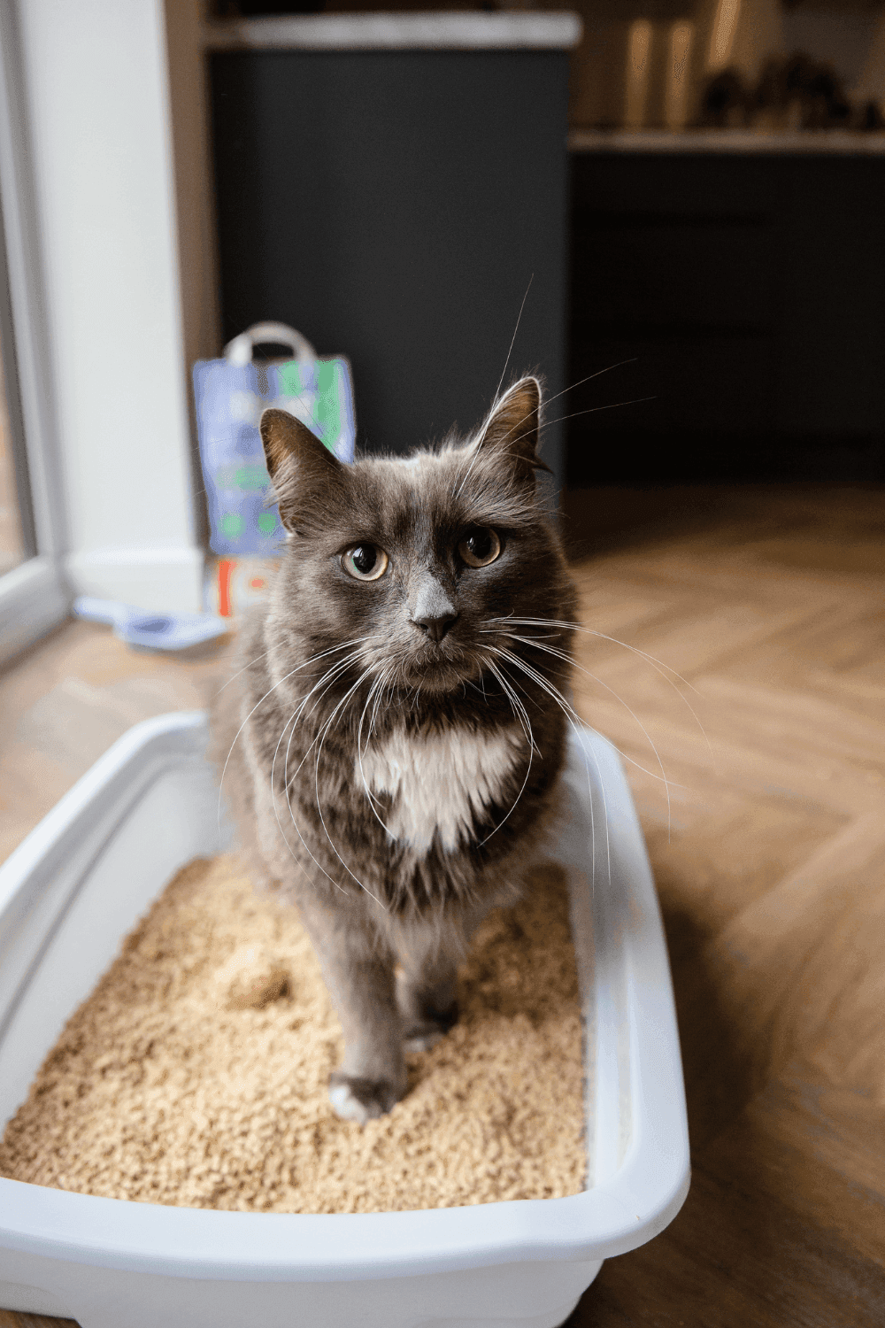 The Litter Guide - how to use clumping litter – Tippaws